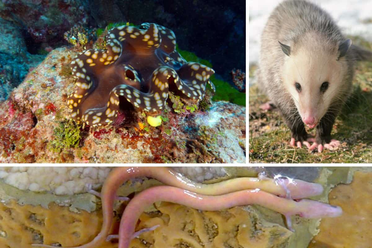 15 Animals That End With the Letter M (Photos) - Wildlife Informer