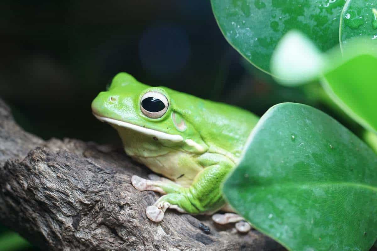 Do Tree Frogs Make Good Pets? - Wildlife Informer