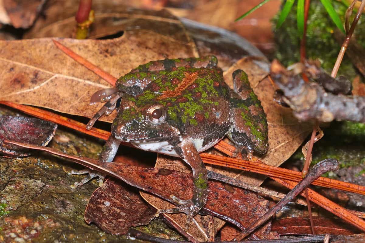 16 Types of Tree Frogs in North Carolina (Pictures) - Wildlife Informer