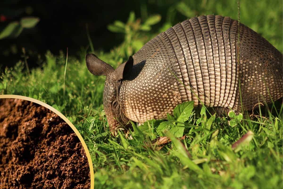 Will Coffee Grounds Keep Armadillos Away? - Wildlife Informer