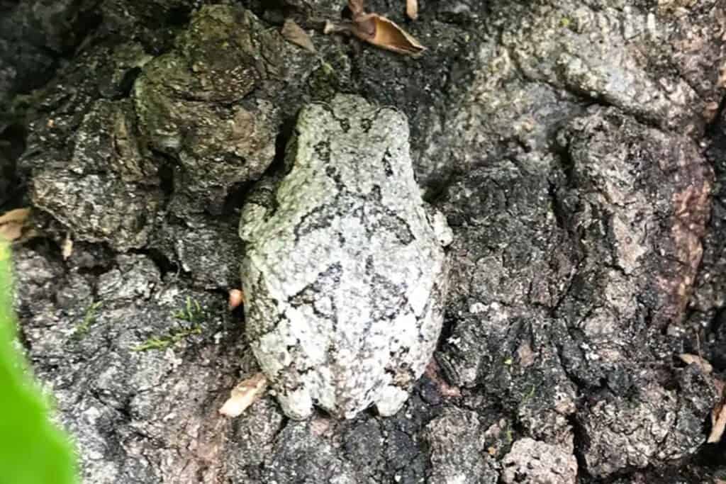 Frogs Vs Toads: What's the Difference? - Wildlife Informer