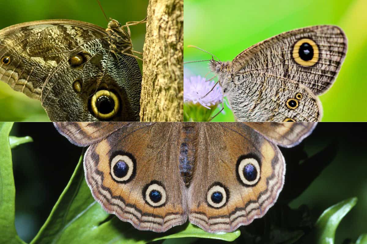 18 Butterflies and Moths with Eyes on Their Wings - Wildlife Informer