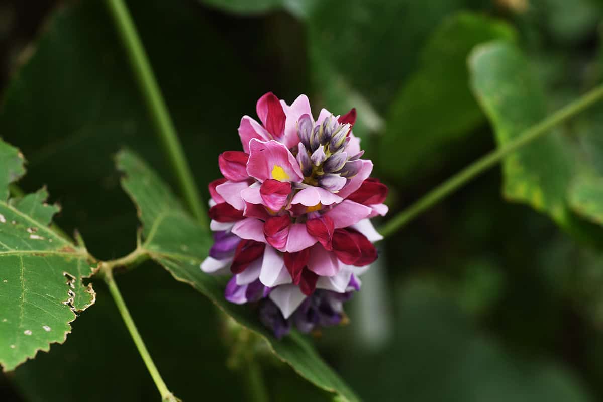 15 Beautiful But Invasive Blooms of North America - Wildlife Informer