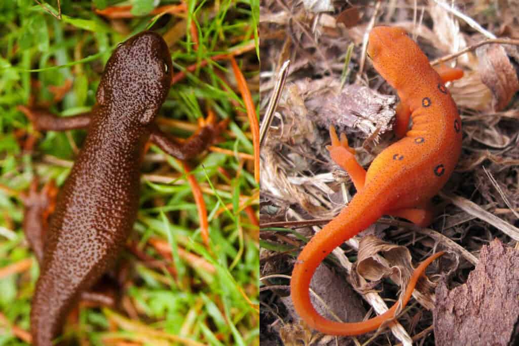 10 Types of Newts in North America (Pictures) - Wildlife Informer