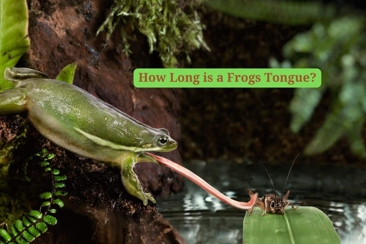 How Long is a Frogs Tongue? - Wildlife Informer