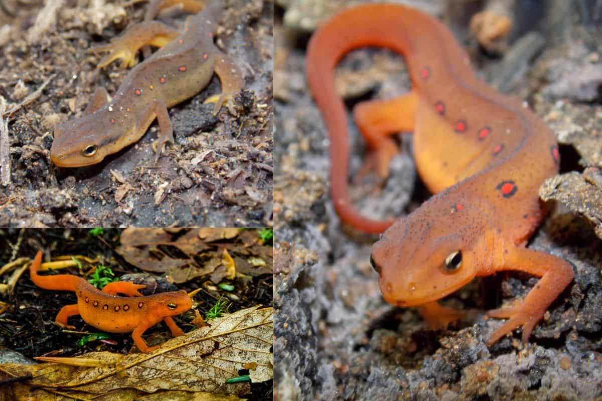 7 Interesting Facts About Eastern Newts - Wildlife Informer