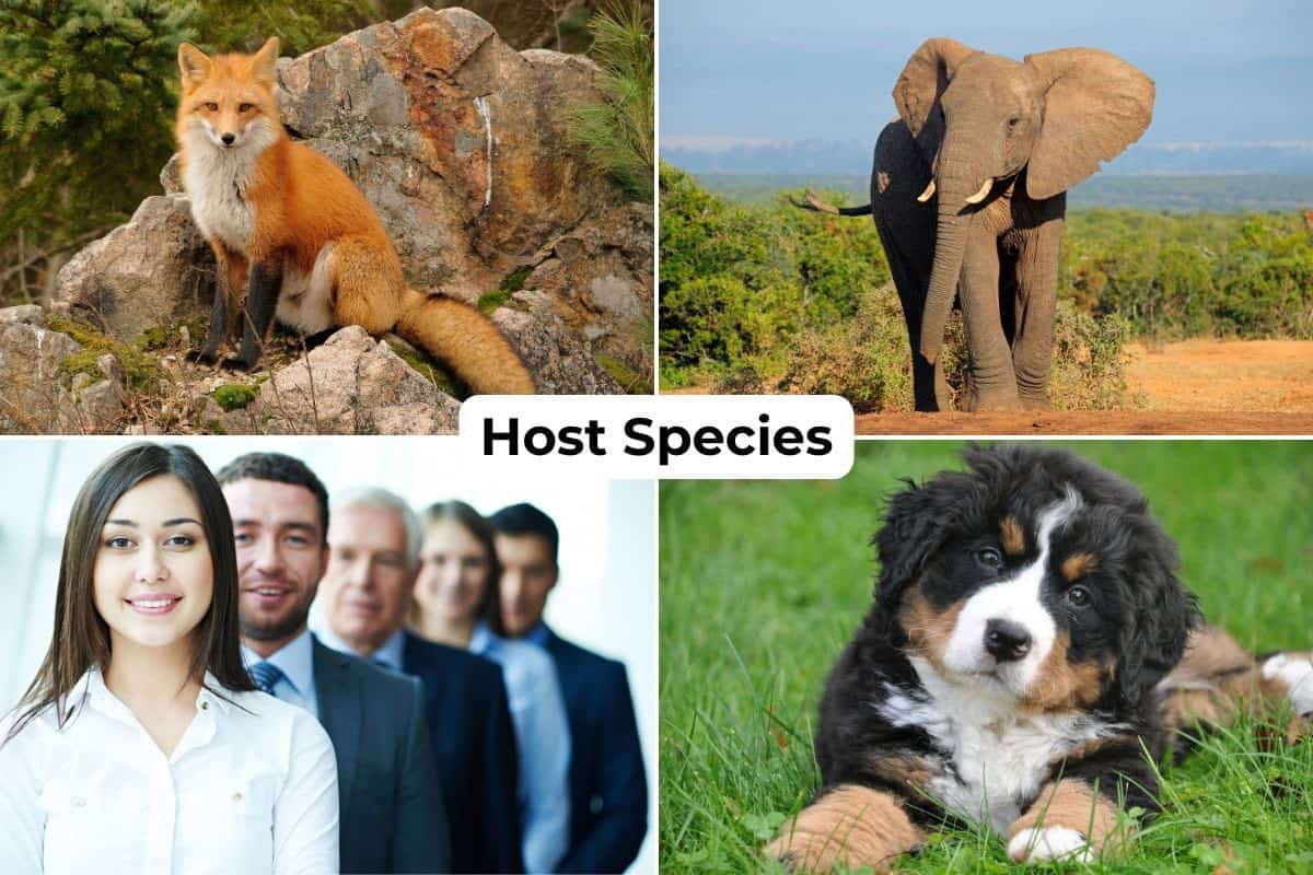 15 Key Host Species Examples (With Pictures) - Wildlife Informer
