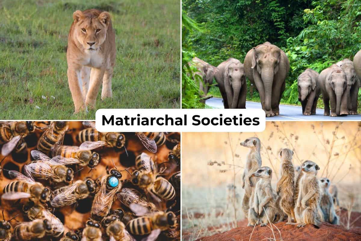Examples of Matriarchal Societies in Nature (Female-Run) - Wildlife Informer