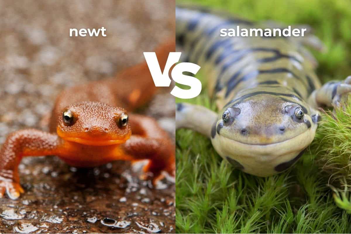 Newts Vs Salamanders: 8 Things That Set Them Apart - Wildlife Informer