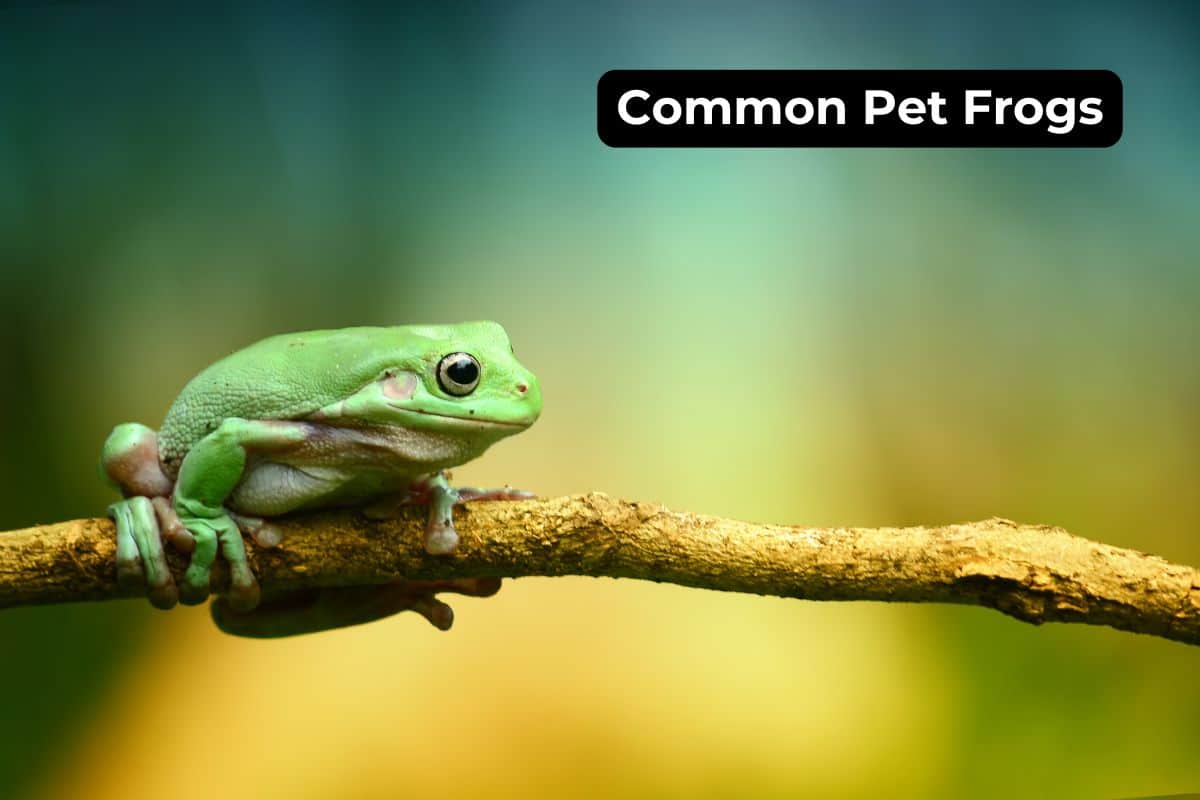 11 Amazing Types of Pet Frogs for Any Frog Lover - Wildlife Informer