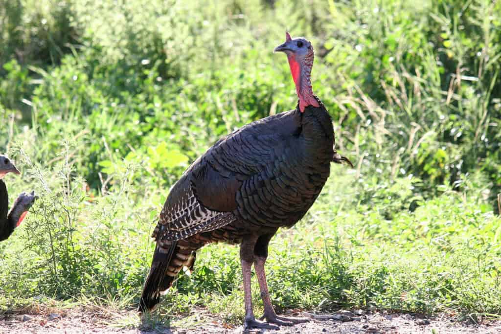 26 Facts About Wild Turkeys to Gobble Up - Wildlife Informer