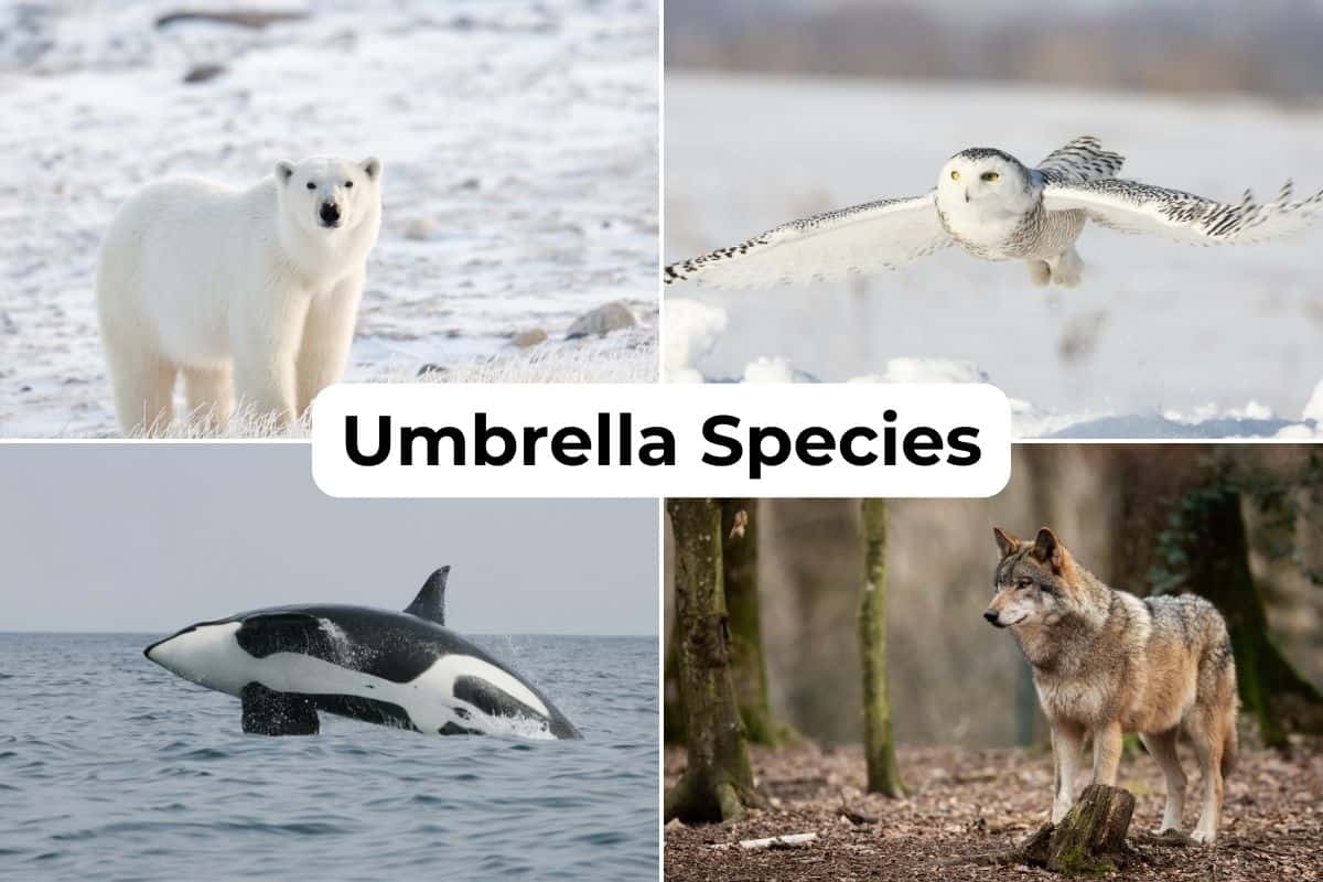 18 Umbrella Species Supporting Ecosystems Around the World - Wildlife ...