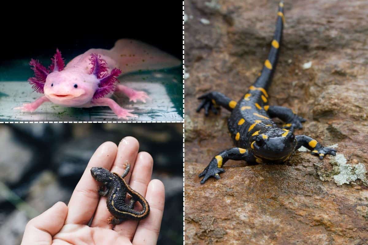 13 Different Types of Pet Salamanders (Photos) - Wildlife Informer