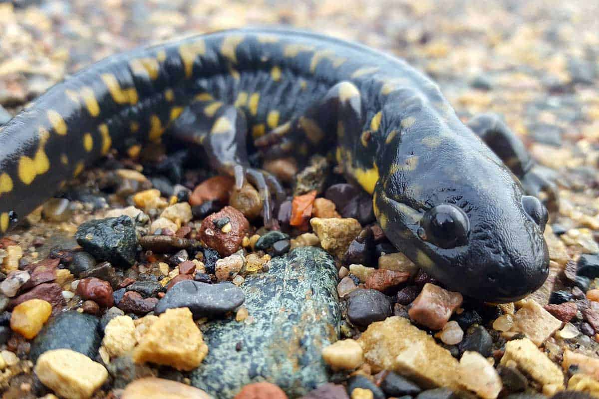 7 Types of Salamanders in Minnesota (Fun Facts) - Wildlife Informer