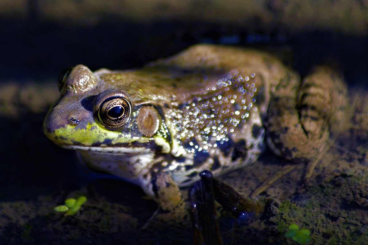 Do Frogs Have Backbones? (Interesting Facts to Know) - Wildlife Informer