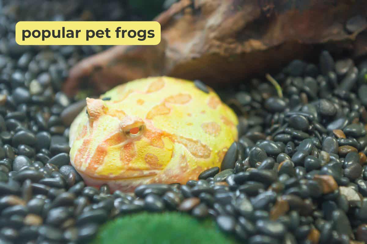 9 Pet Frogs That Can Live In Small Tanks - Wildlife Informer