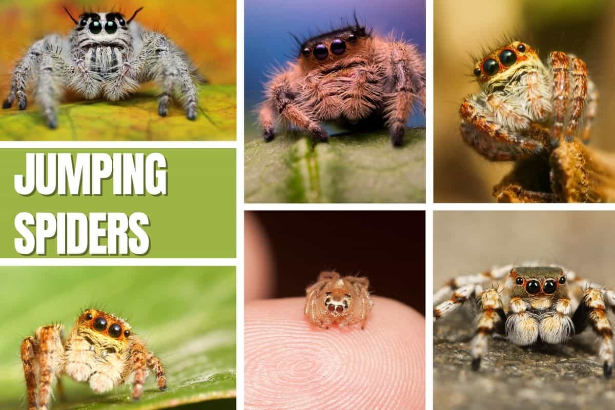 25 Types of Jumping Spiders (Photos) - Wildlife Informer