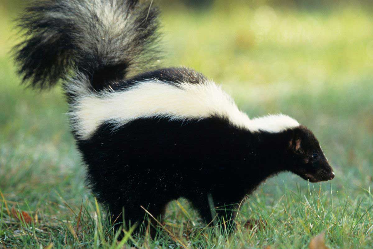 11 Animals That Smell Bad (And Why They Stink) - Wildlife Informer