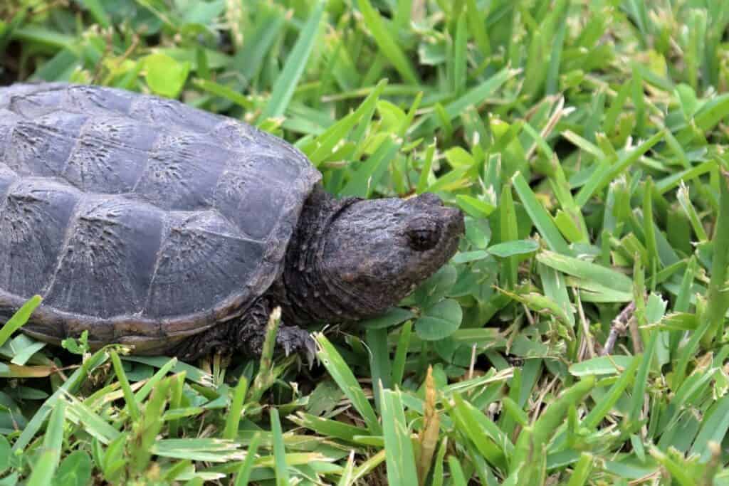 28 Interesting Facts About Snapping Turtles - Wildlife Informer