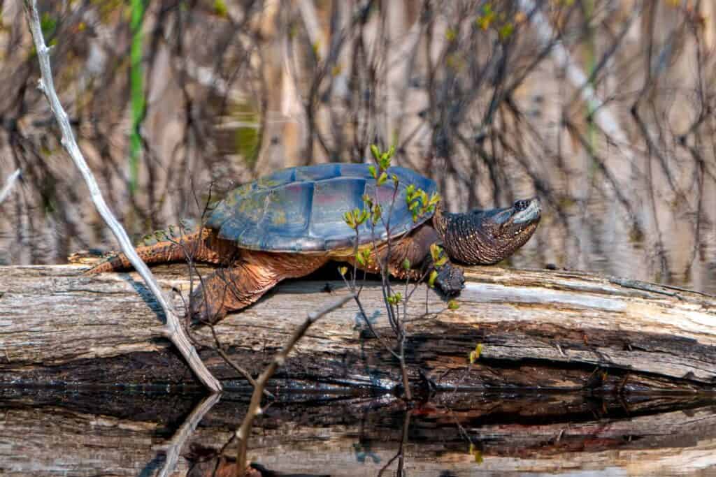 How Wildlife Finds Its Way Into Ponds (Fish, Frogs, Turtles) - Wildlife ...