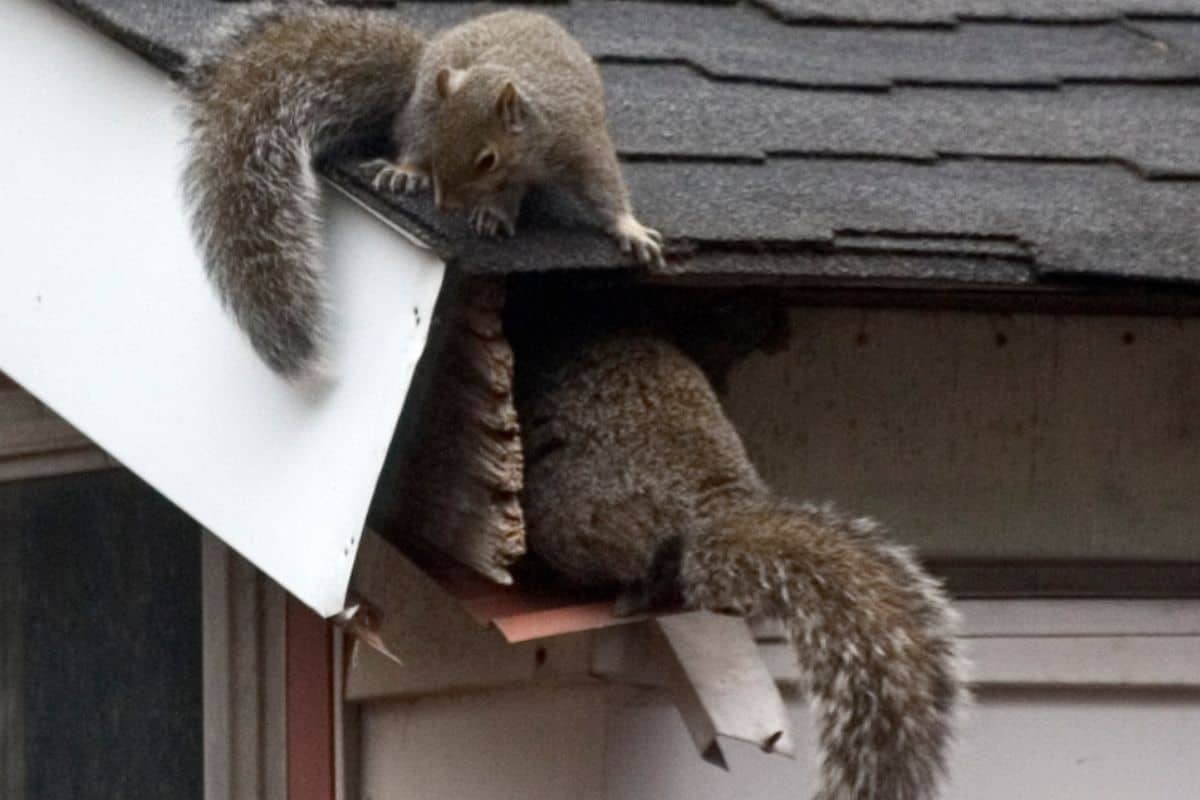 How to Get Rid of Squirrels in Your Attic (6 Steps) - Wildlife Informer
