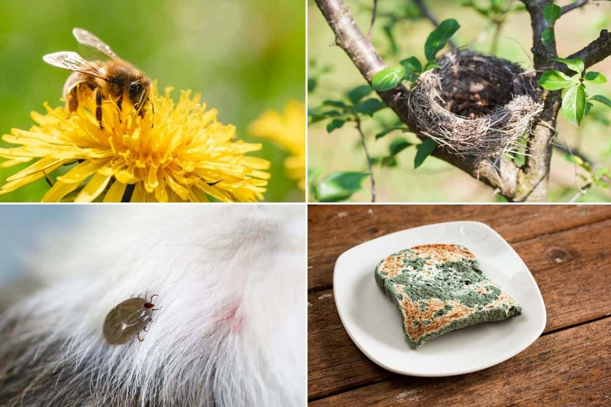 Types of Symbiosis in Nature (With Examples of Each) - Wildlife Informer