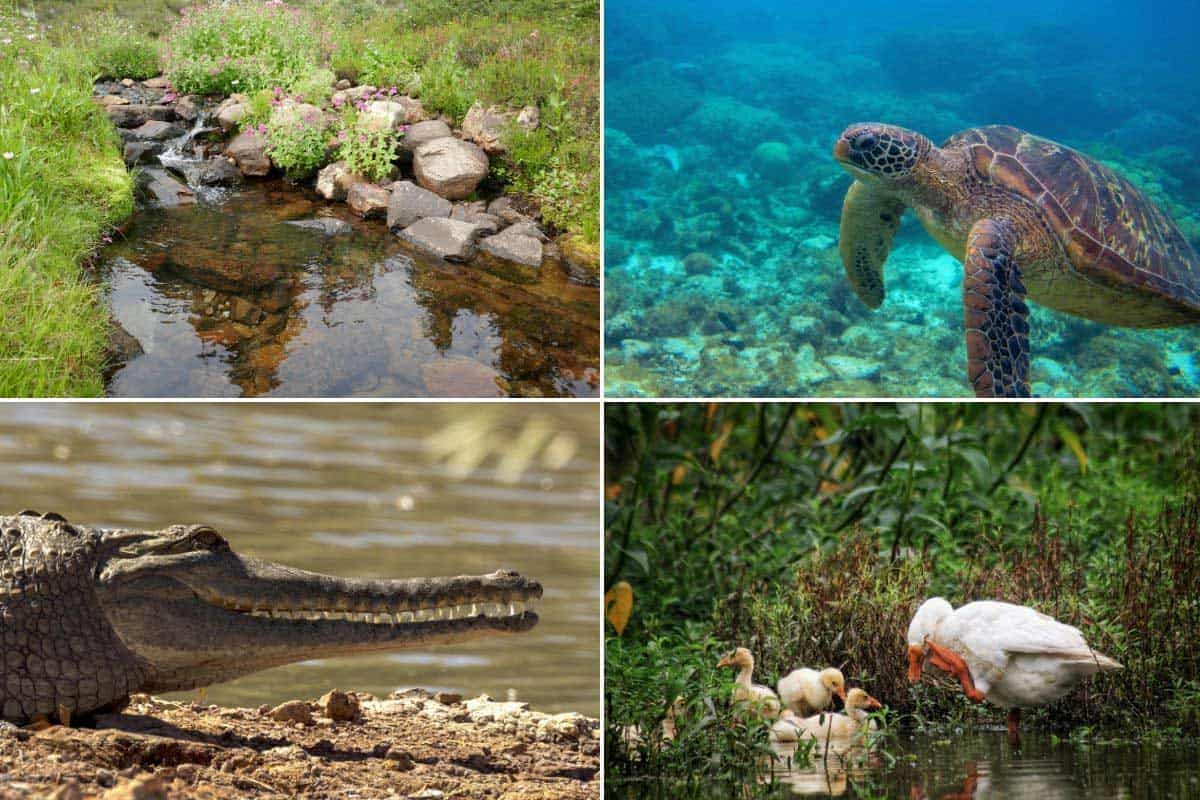 The 4 Types of Aquatic Ecosystems - Wildlife Informer