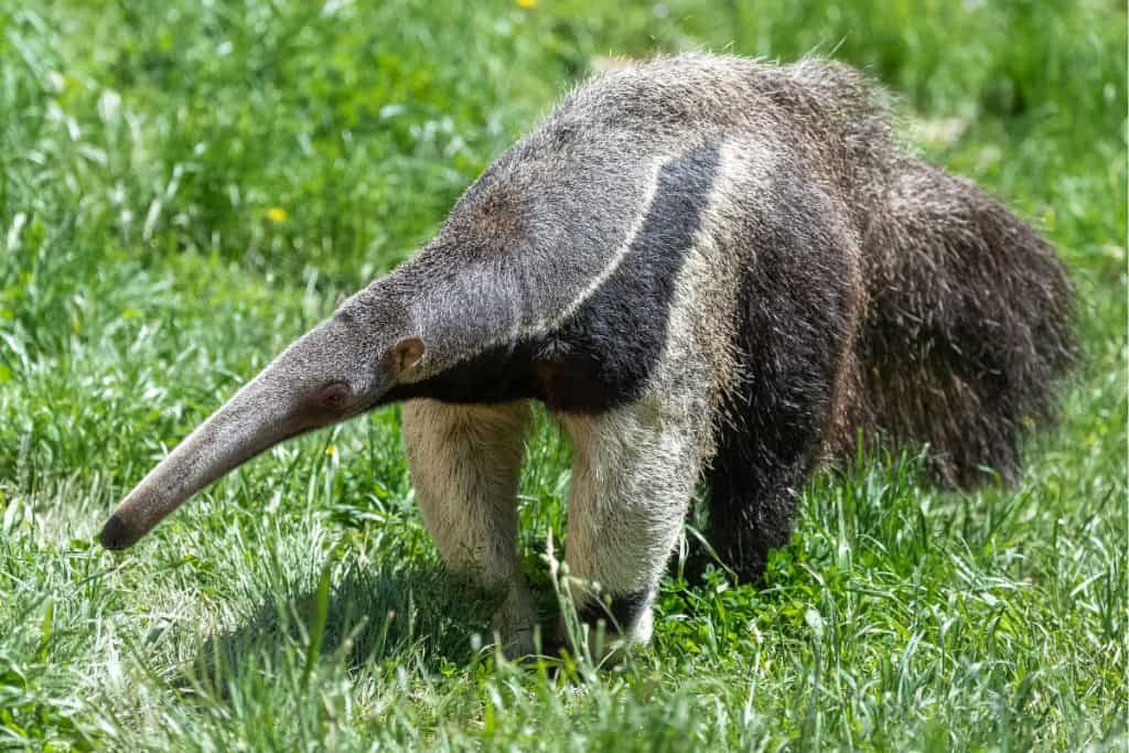 The 4 Types of Anteaters (With Pictures) - Wildlife Informer