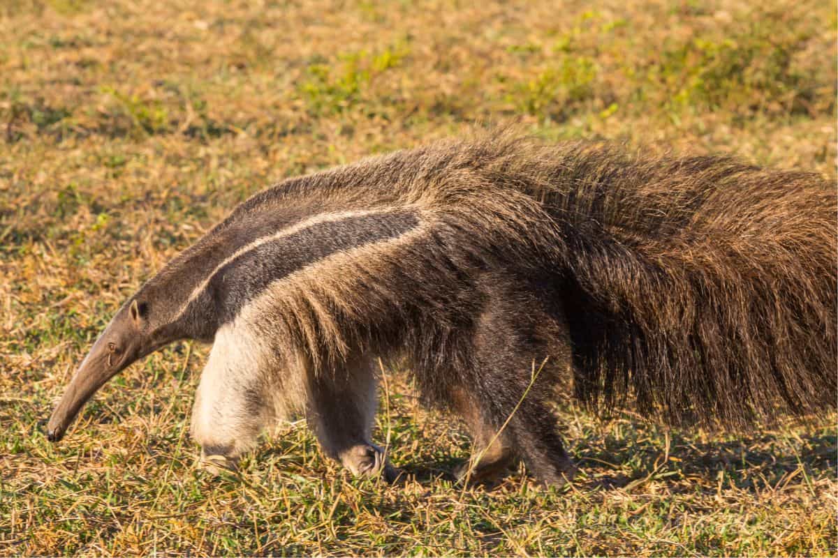The 4 Types of Anteaters (With Pictures) - Wildlife Informer