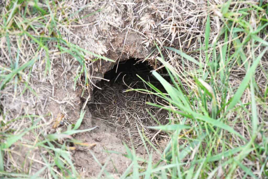 26 Facts About Groundhogs (Woodchucks) - Wildlife Informer